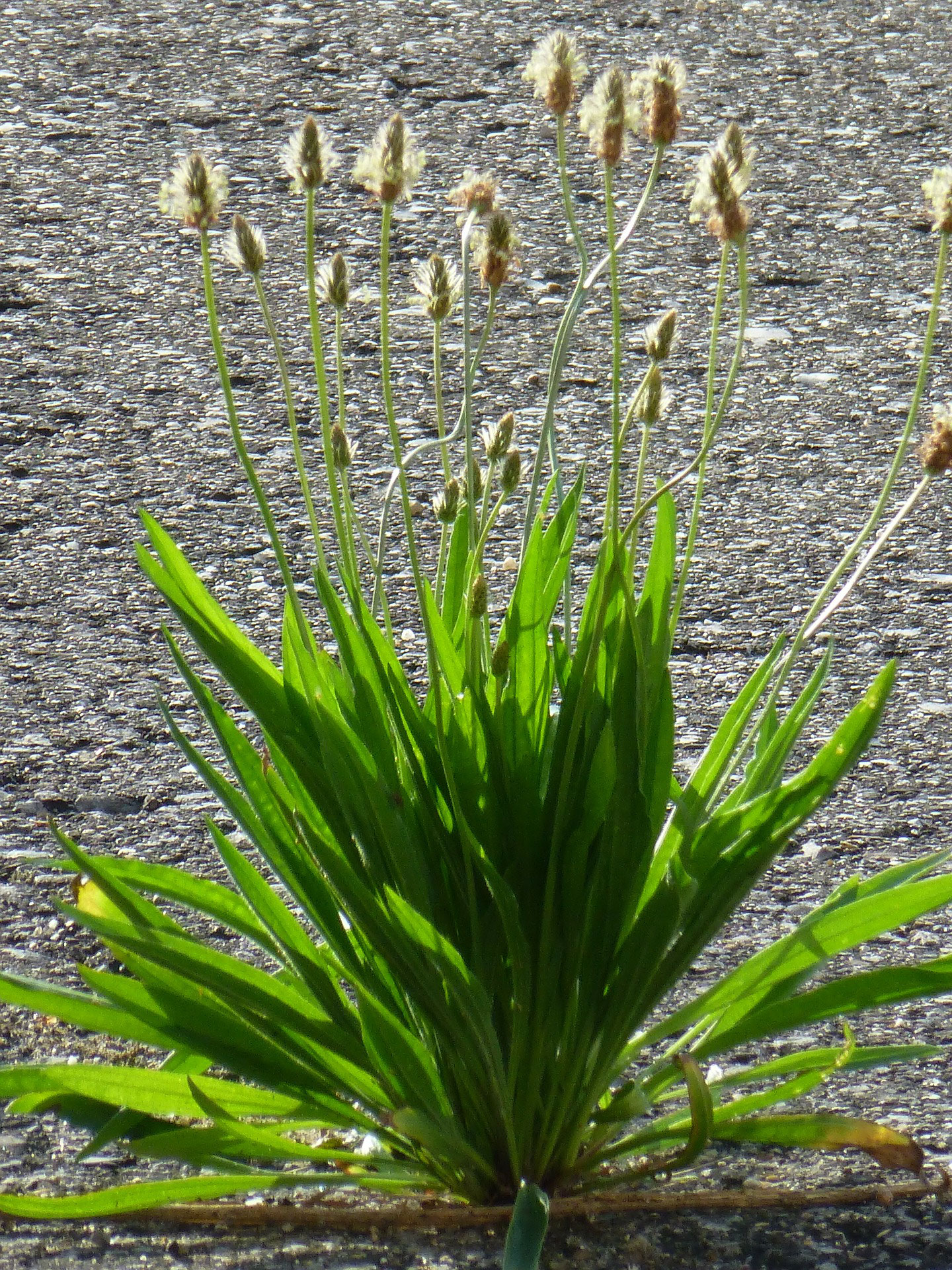 Plantago lanceolata, lat. der Spitzwegerich - TCM Johanna Stoll